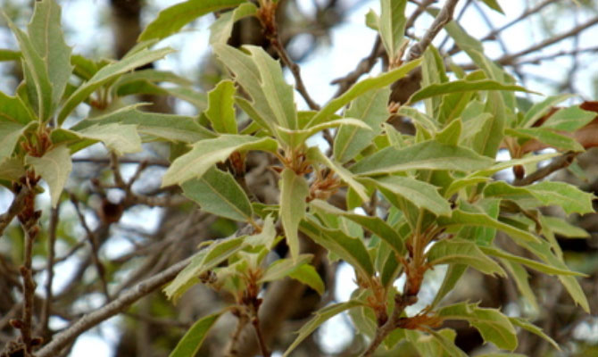 Encino duraznillo - AESPAC