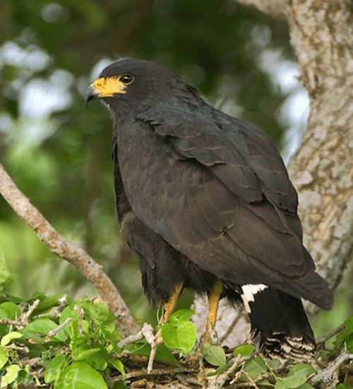 HALCÓN NEGRO - AESPAC