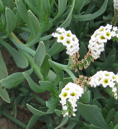 ALACRANCILLO - AESPAC