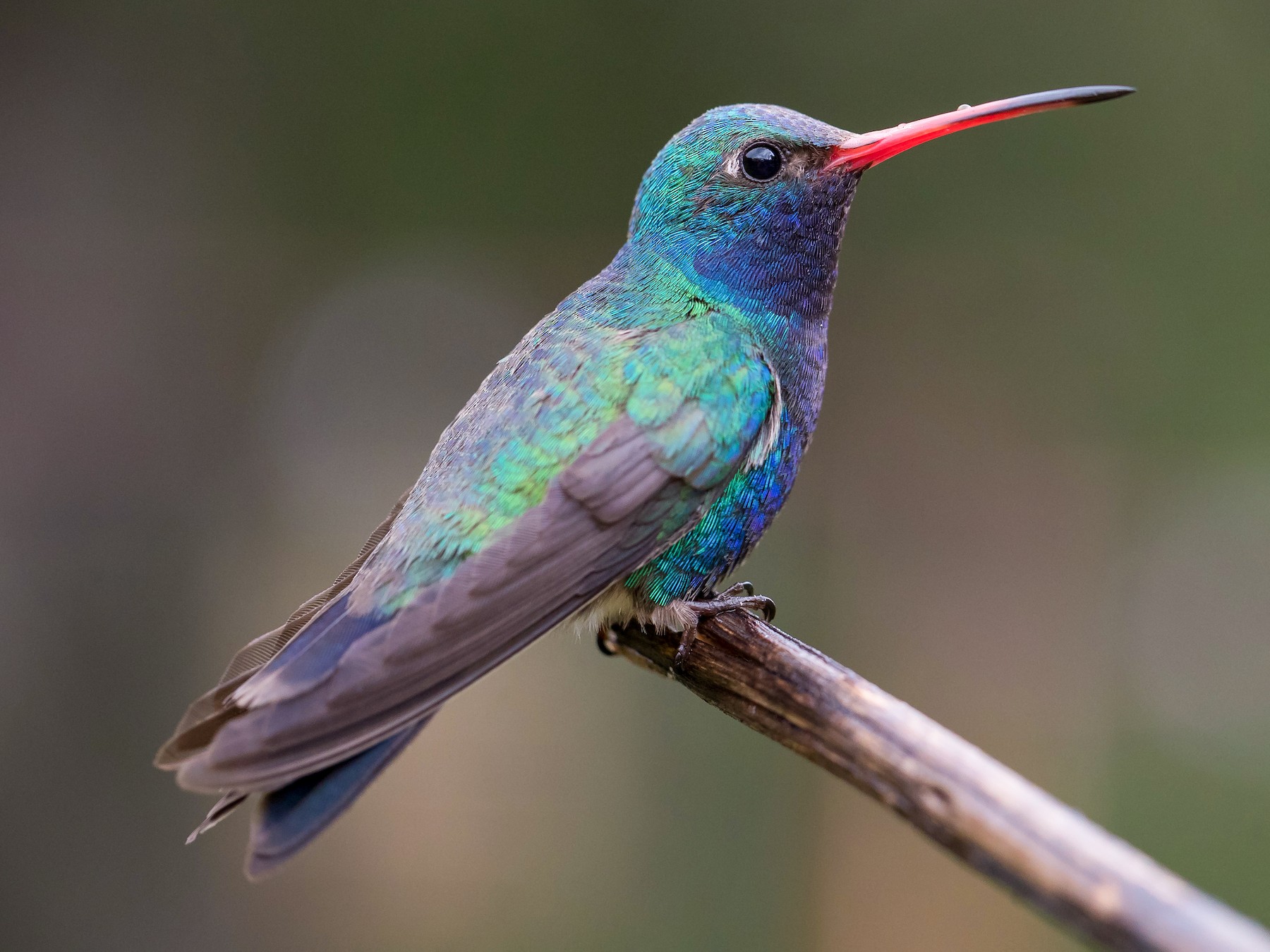 COLIBRÍ DE PICO ANCHO - AESPAC