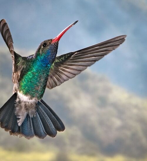 COLIBRÍ DE PICO ANCHO - AESPAC