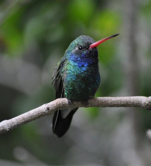 COLIBRÍ DE PICO ANCHO - AESPAC