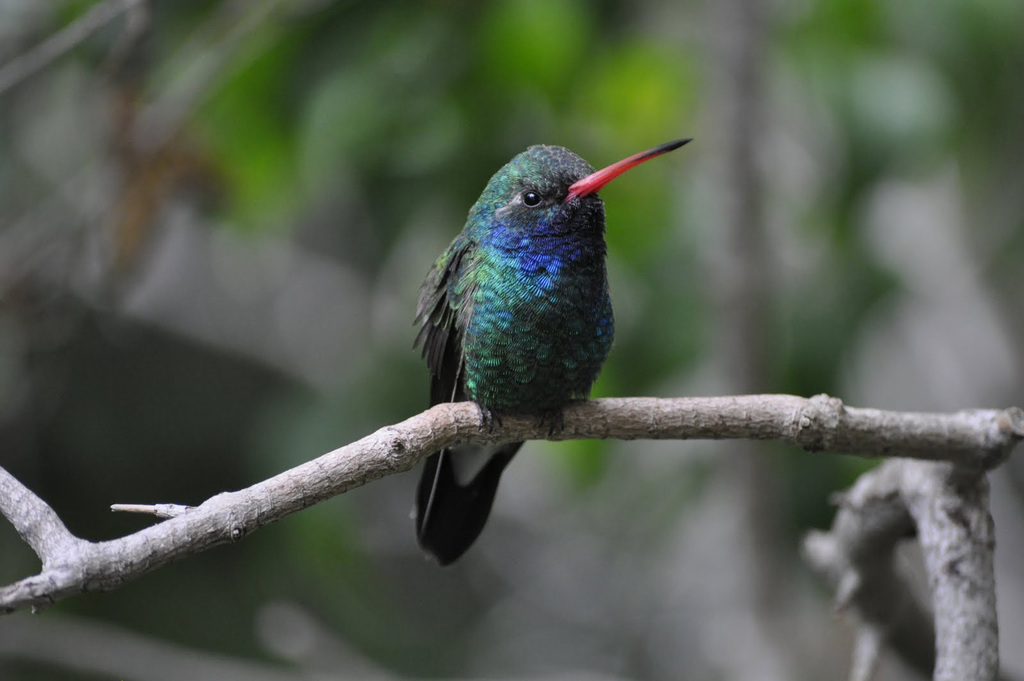 COLIBRÍ DE PICO ANCHO - AESPAC